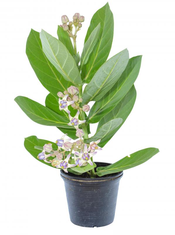 What is Calotropis? (with pictures)