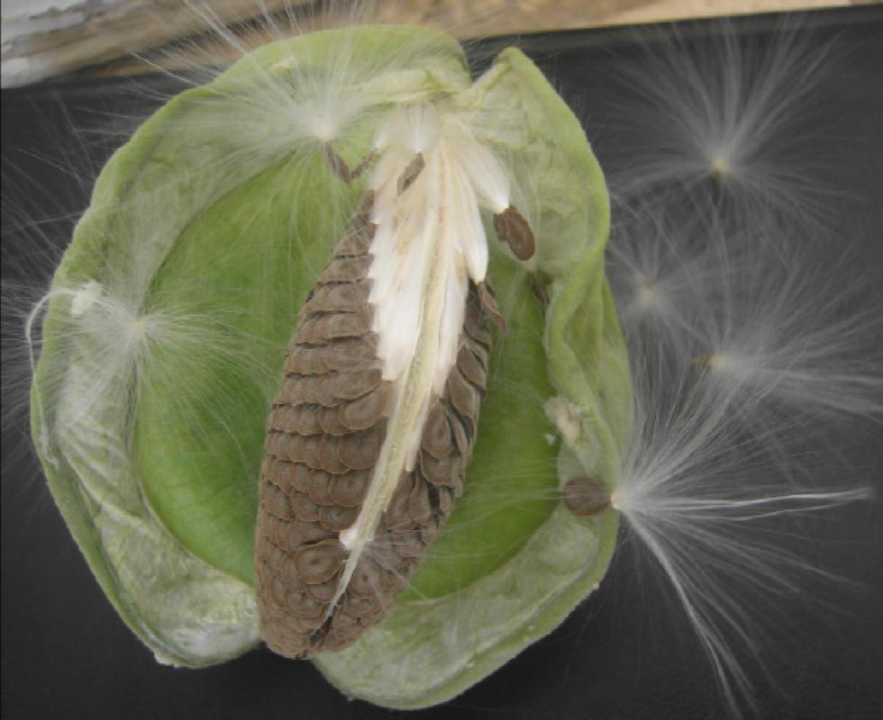 What is Calotropis? (with pictures)