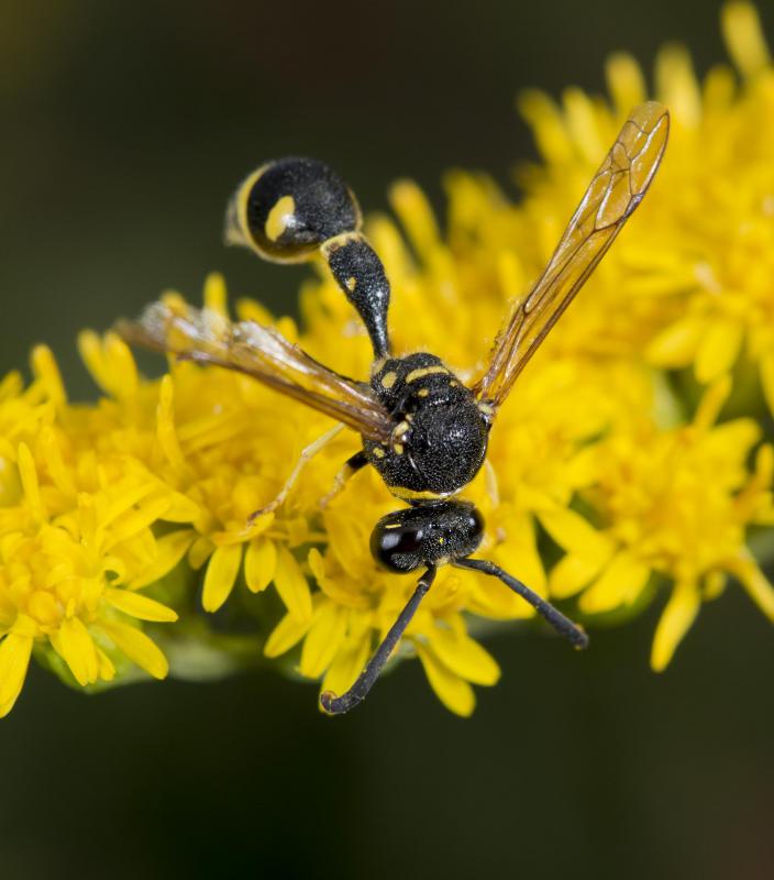 What are Canterbury Bells? (with picture)