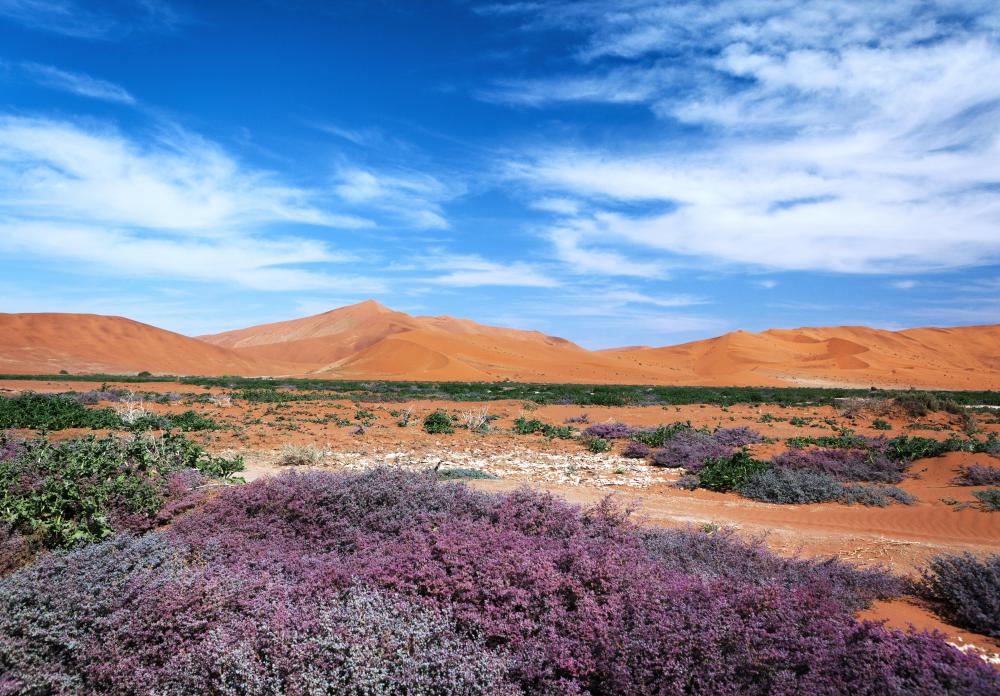 What are Some Examples of Desert Plants? (with pictures)