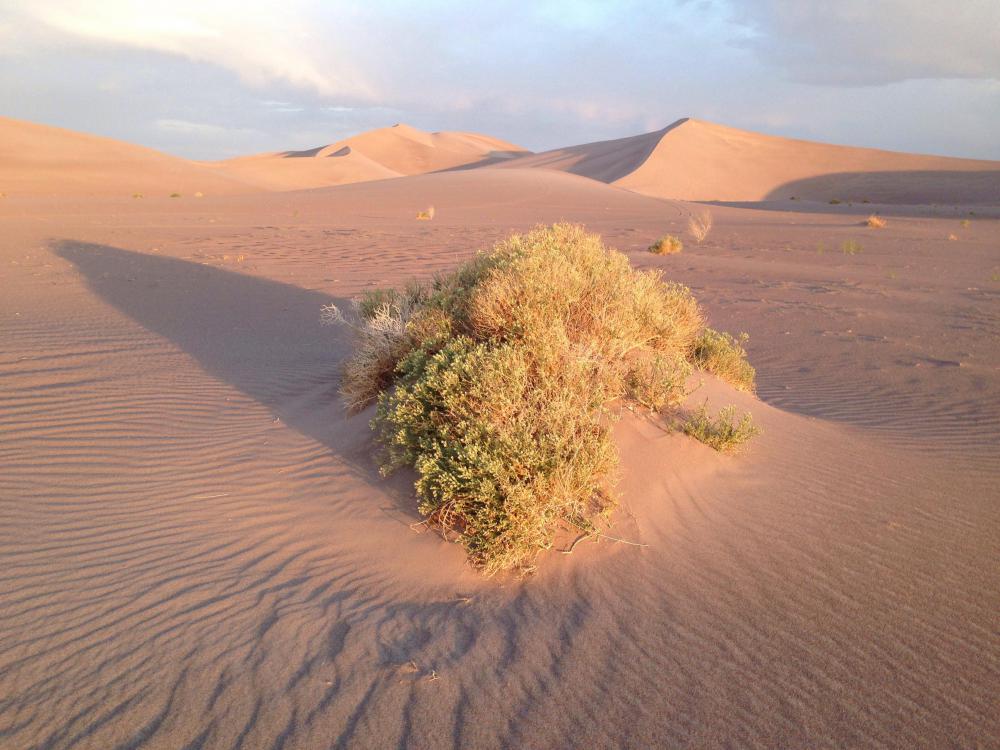 What is a Desert Tree? (with pictures)