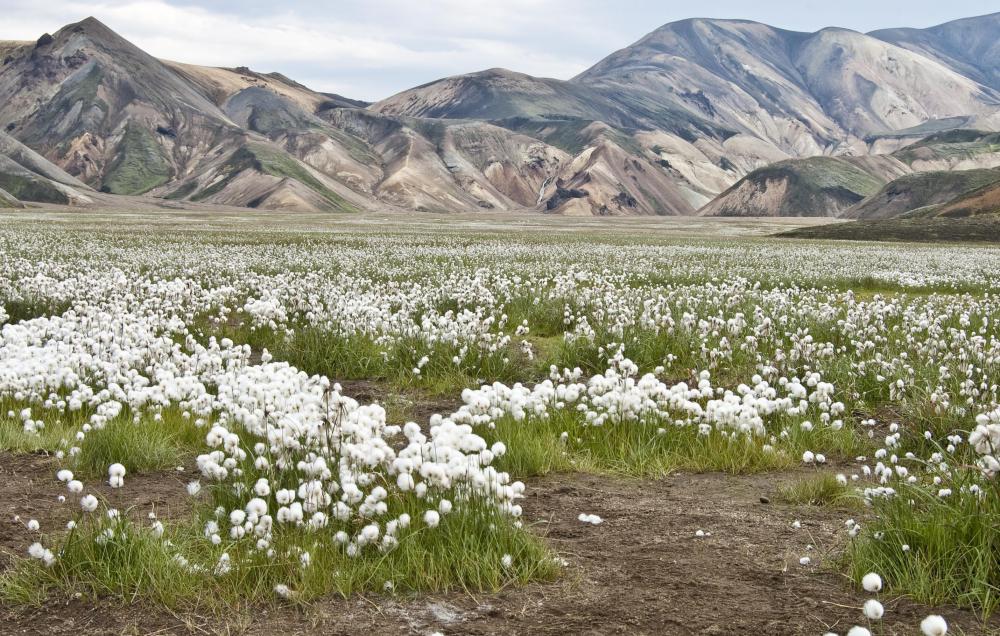 What is a Sedge? (with pictures)