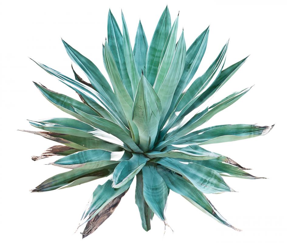 What is Agave? (with pictures)