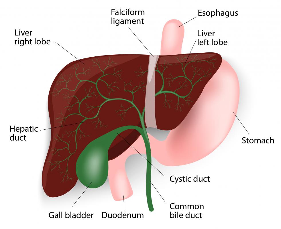 What is Hepatica? (with pictures)