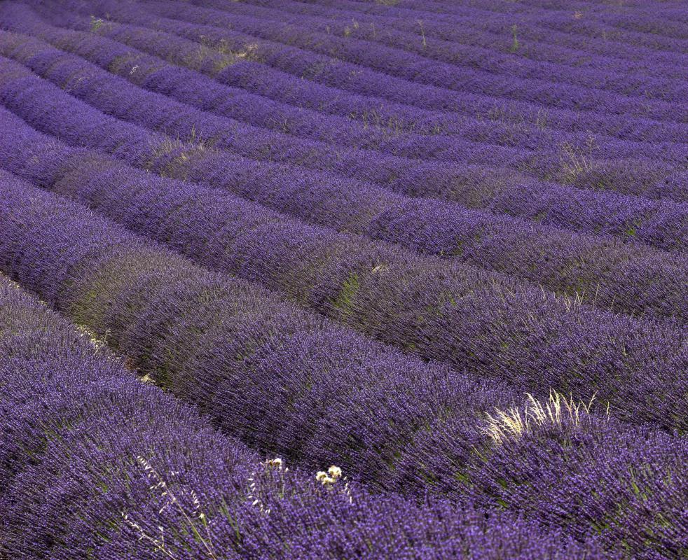 What is a Lavandin? (with pictures)