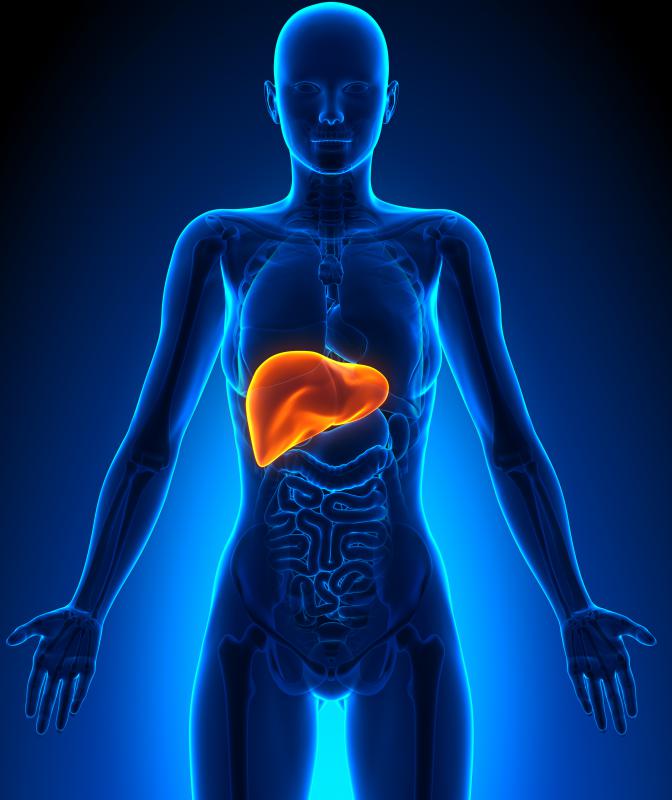 What is a Creosote Bush? (with pictures)