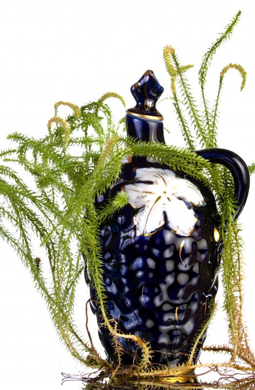 What is Lycopodium? (with pictures)