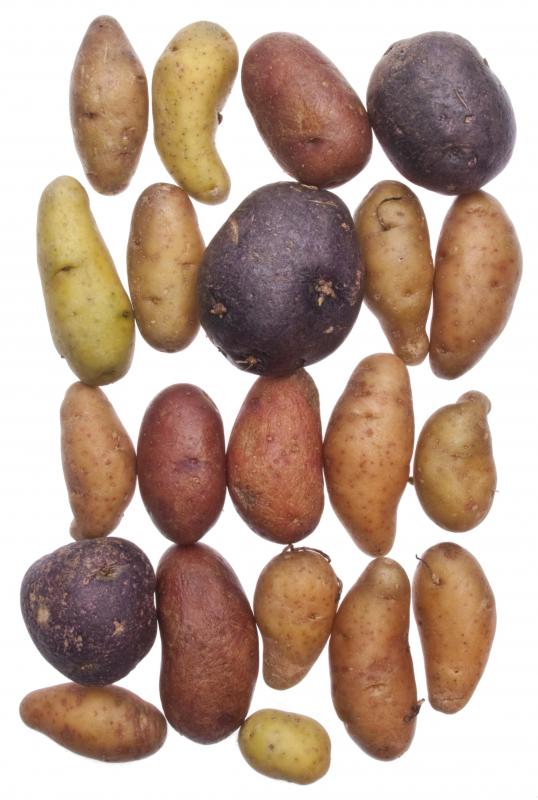 What are the Different Types of Heirloom Potatoes?