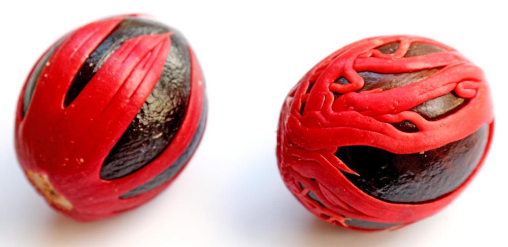 What Is a Nutmeg Tree? (with pictures)