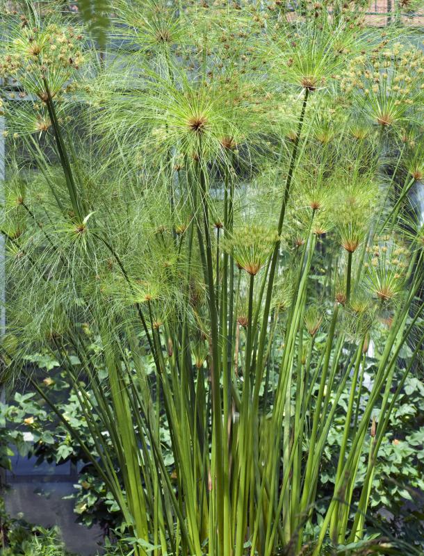 What is a Dwarf Papyrus? (with picture)