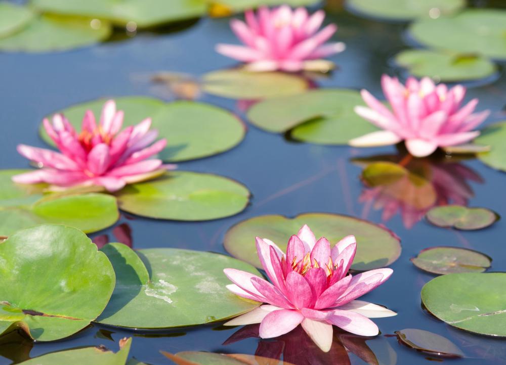 What is a Water Hawthorn? (with pictures)