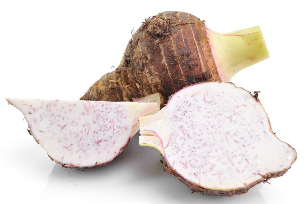 What is Colocasia? (with pictures)