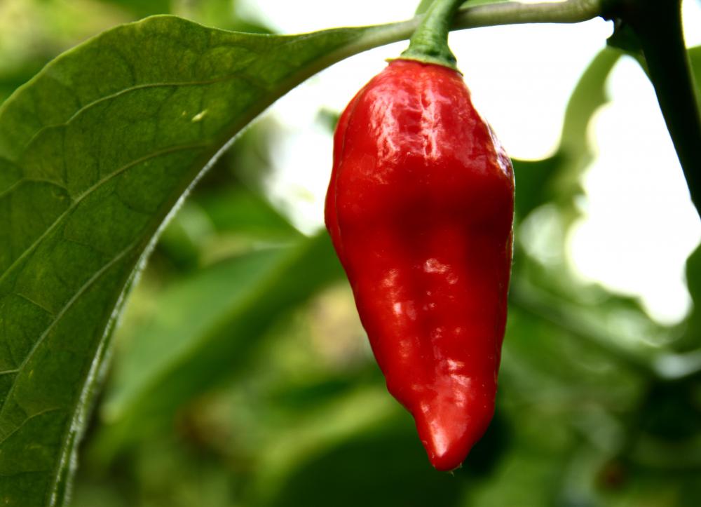 How Do I Grow Ghost Peppers? (with picture)