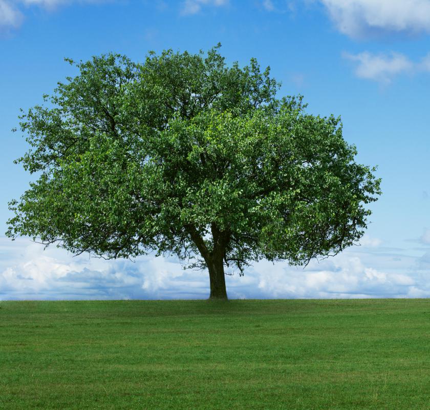 What is an Arborist? (with picture)