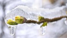 What is a Bud Scale? (with pictures)