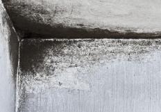 What is Water Mold? (with pictures)