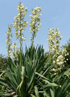 What is a Panicle? (with pictures)