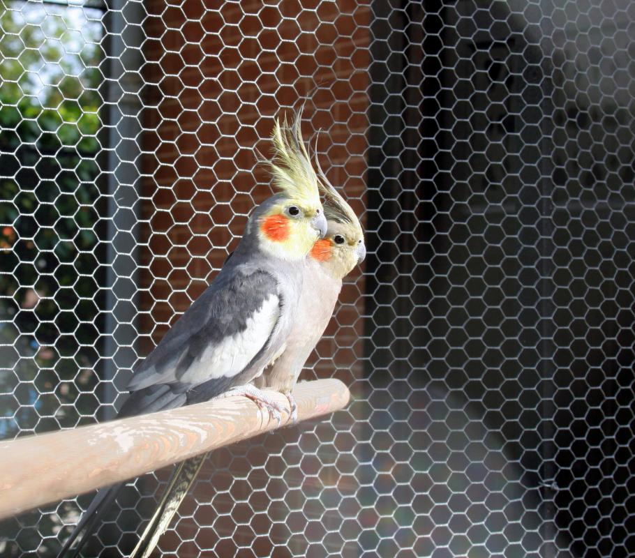 What is an Aviary? (with pictures)