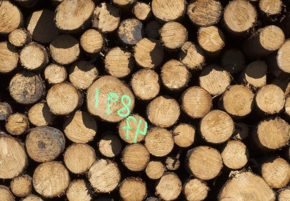 What is Sapwood? (with picture)